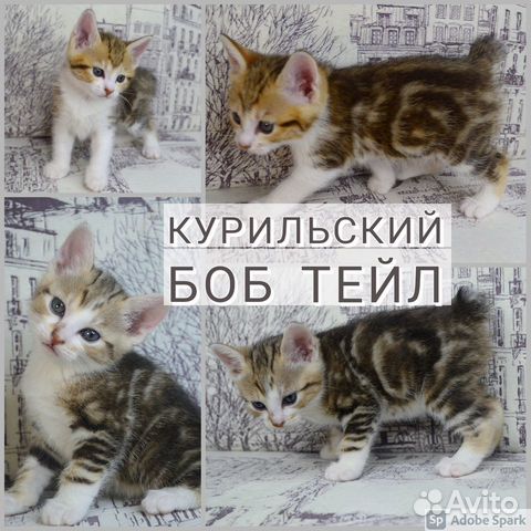 Красивые девчонки