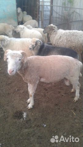 Молодые бараны