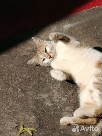 10-месячный котомальчик в дар