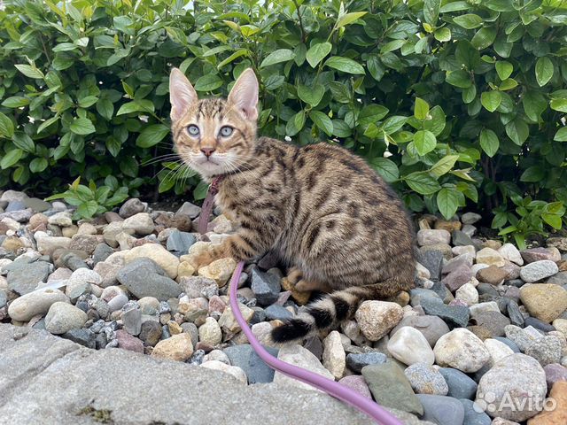 Саванна котик Раймон