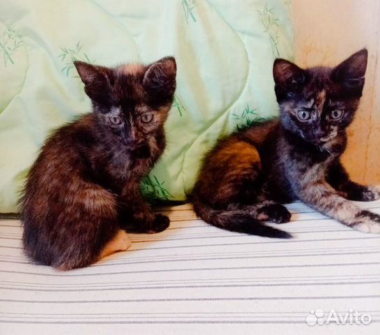 Котята в добрые руки бесплатно