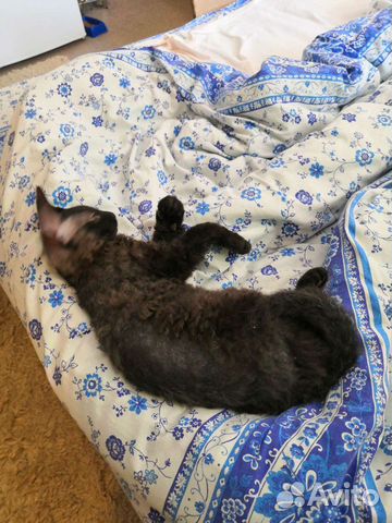 Черный котенок в добрые руки