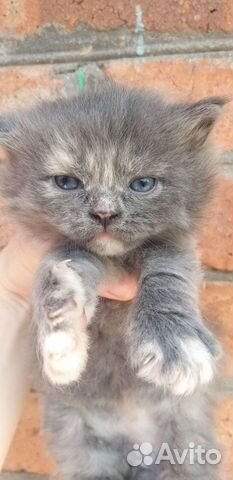 Котенок