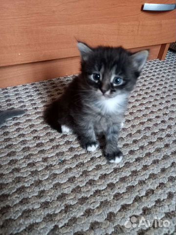 Кошка в дар