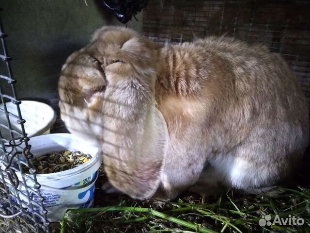 Крол породы французский баран