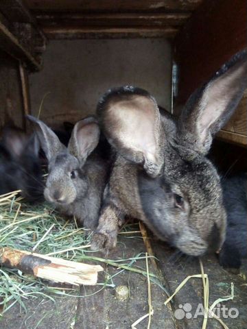 Самка с крольчатами
