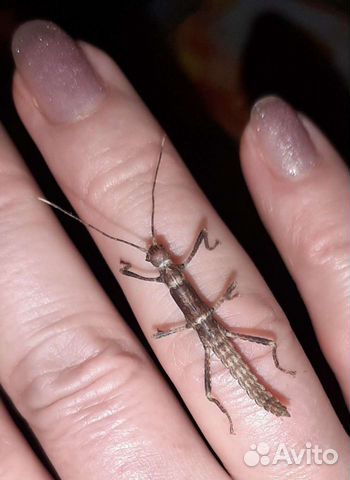 Гигантский Новогвинейский шипастый палочник