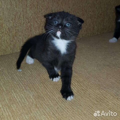 Кошки