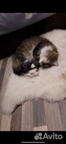 Породистая кошка в добрые руки