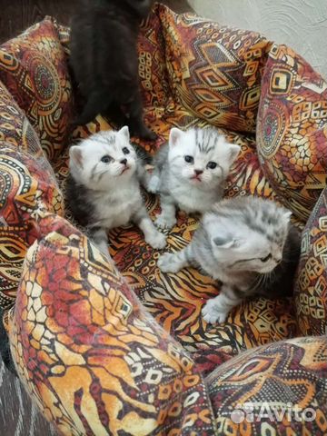 Британские котята