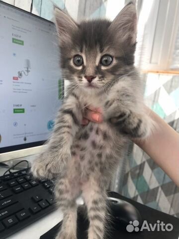Прелестные котята ищут добрые руки
