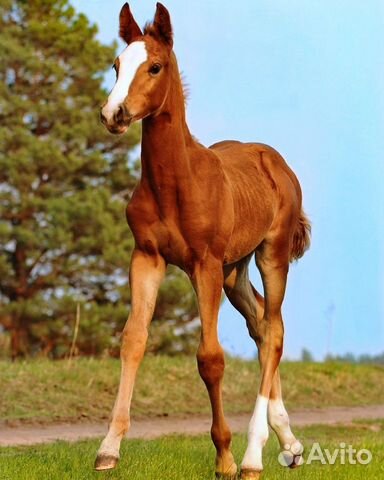 Полукровный жеребенок (ахалтекинский/ганноверская)
