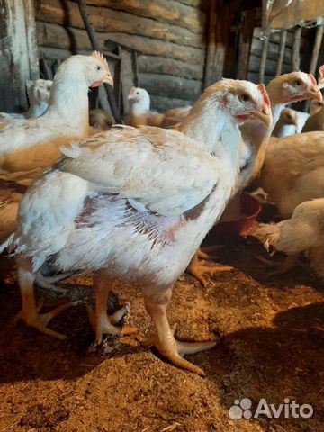 Бройлеры кобб 500 1.5-месячные