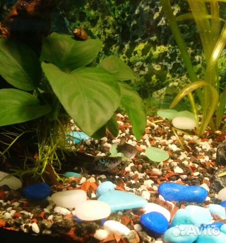 Аквариумные рыбки отдам 2 пецилий