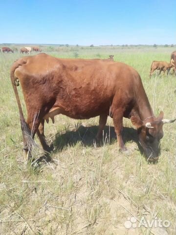 Коровы молочные