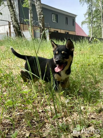 Щенулька в поисках дома