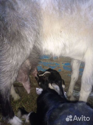 Продам 2 козы и 3 козленка
