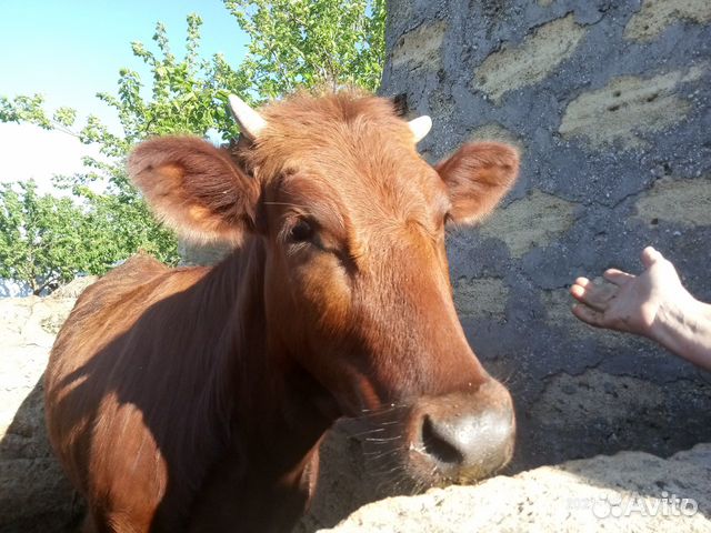 Продам телку