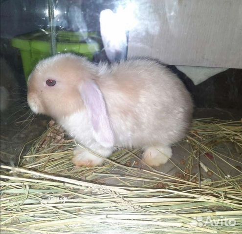 Кролик вислоухий