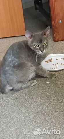 Кот серый