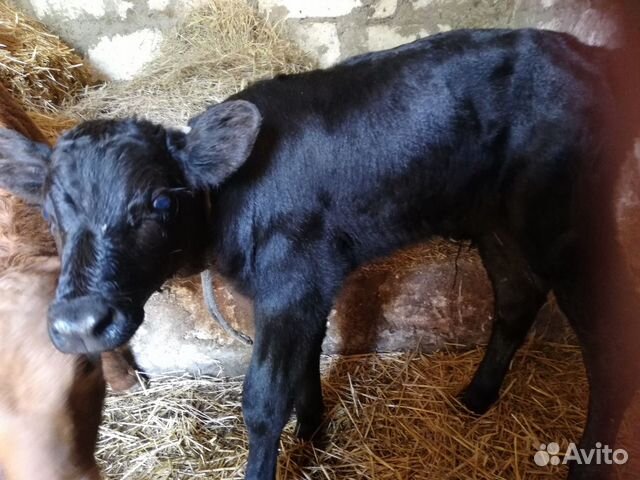Бык и телочка