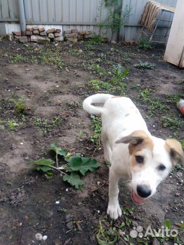 Щенок Альма