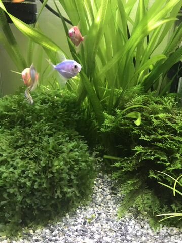 Мох для аквариума