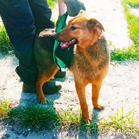 Ищем Нюше хорошего хозяина,9 месяцев