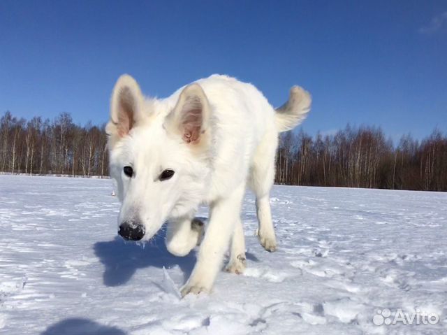 Бшо шикарный мальчик для вязки