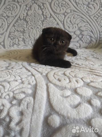 Черный вислоухий котик - Potential Show Class