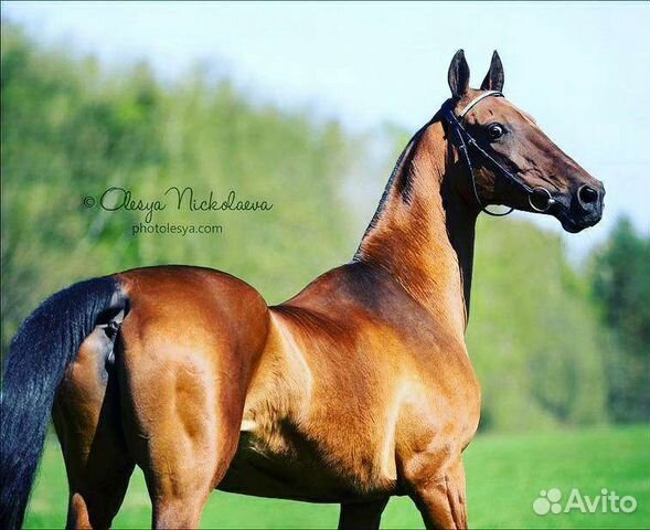 Чистокровная ахалтекинская кобыла