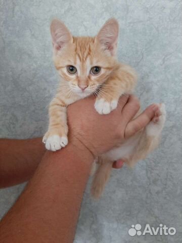Котята рыжие бесплатно