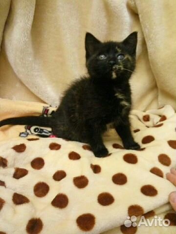 Черничка - черепашка 2 месяца