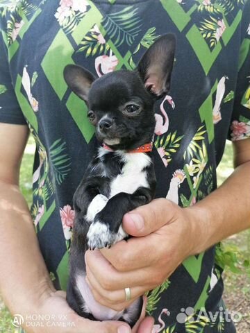 Лиловые, шоколадные щенки чихуахуа