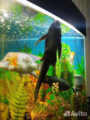 Птеригоплихт