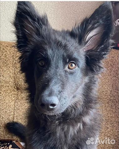 Щенок Бельгийской овчарки (метис)