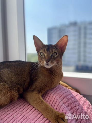 Абиссинская кошечка ищет котика для вязки