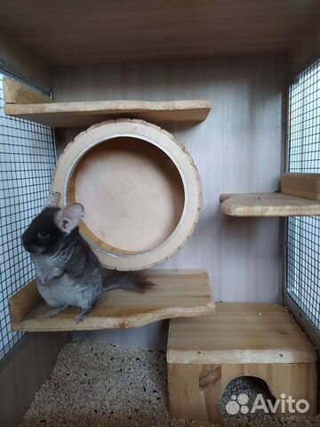 Шиншилла и витрина для шиншиллы (+вещи)