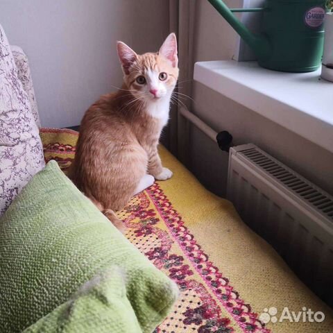 Рыжий котенок в добрые руки