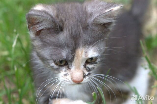 Котенок Солнышко