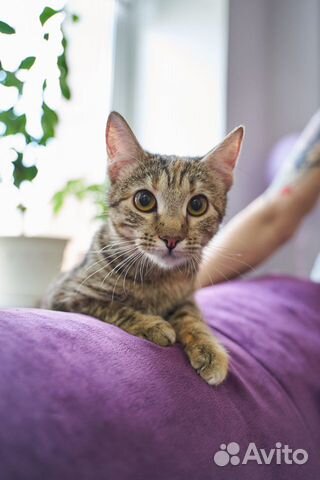 Маленькая ласковая Нюша ждёт семью