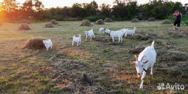 Козлик заненский