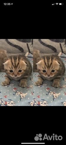 Шотландские котята