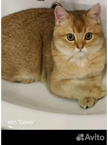 Кот вязка шотландец шиншила золотая