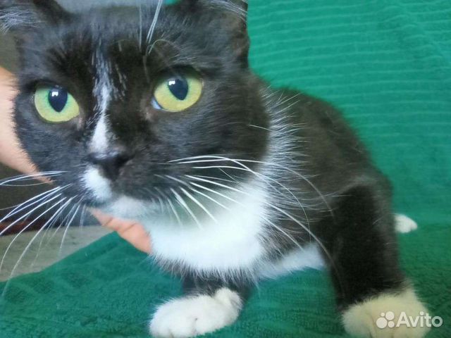 Кошечка Стеша стерилизована с доставкой