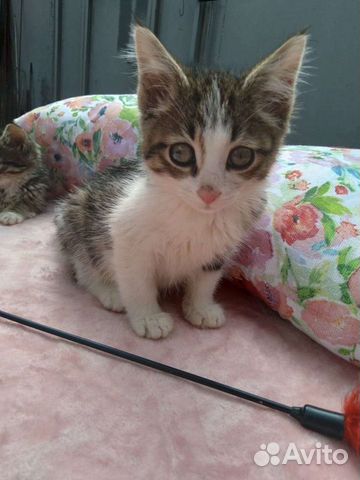 Степочка - ласковый котенок мальчик в дар 2 мес