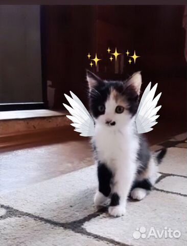 Именно тот котёнок, которого ты всегда хотел