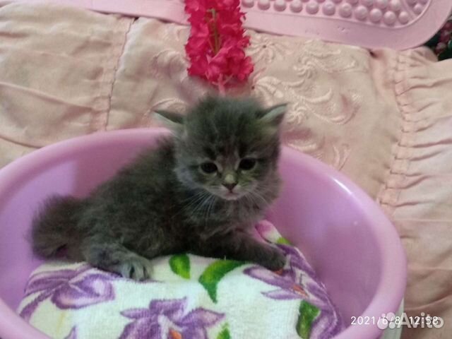 Персидская с ангорской