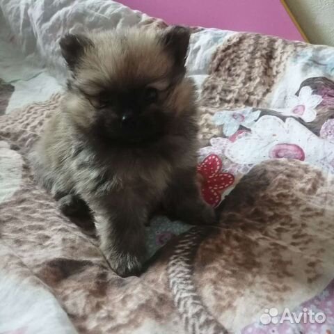 Собака щенок шпиц