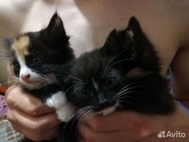 Котята, отдам В добрые руки